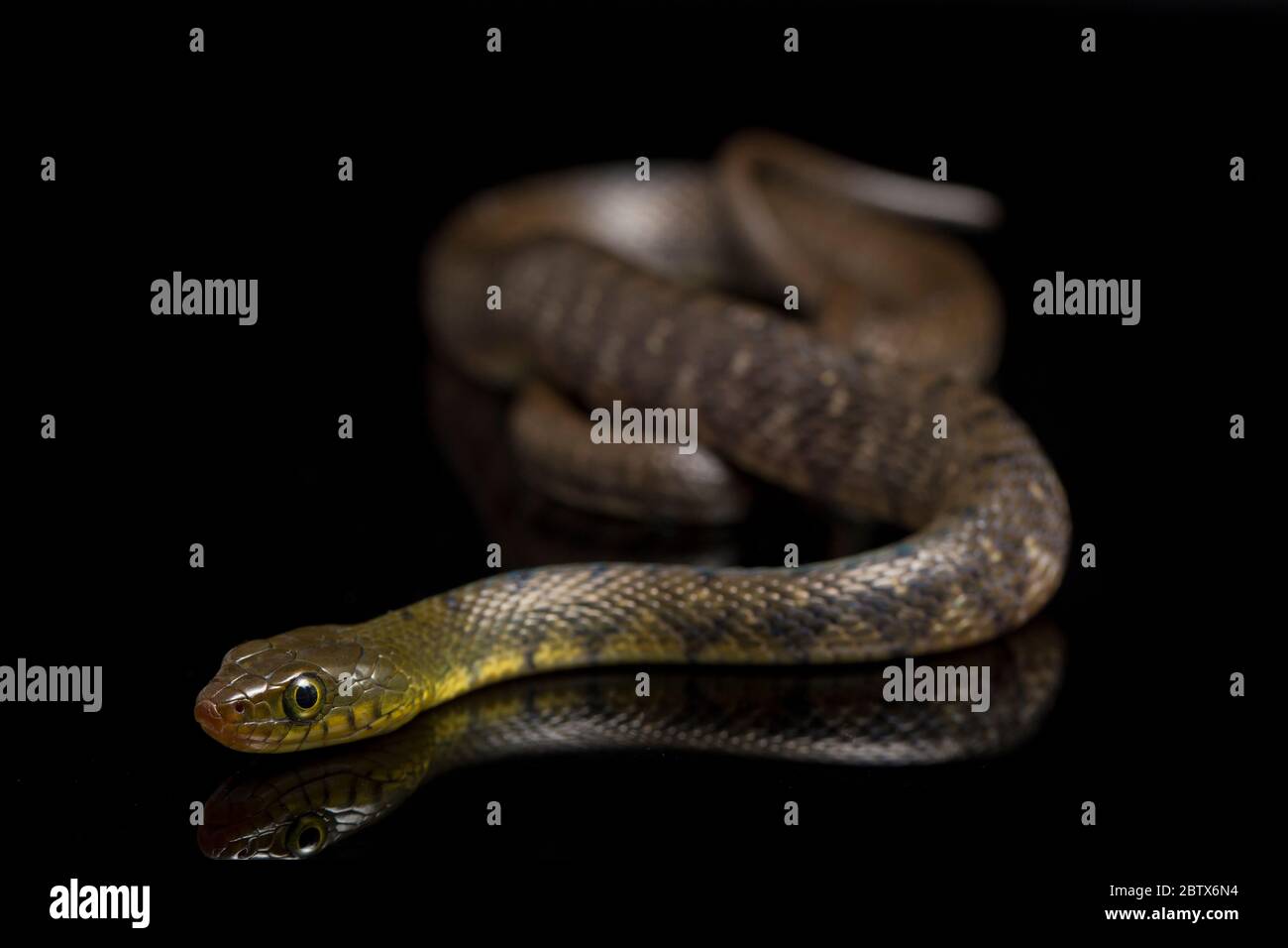 Water Snake Triangle Keelback (Xenochrophis trianguligerus) isolated on ...