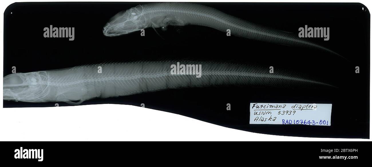 Diapterus hi-res stock photography and images - Alamy