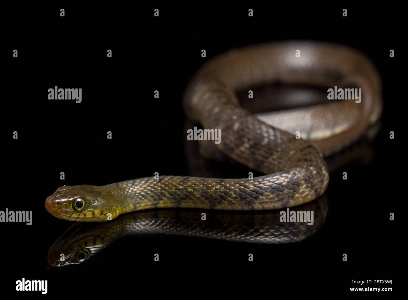 Water Snake Triangle Keelback (Xenochrophis trianguligerus) isolated on ...