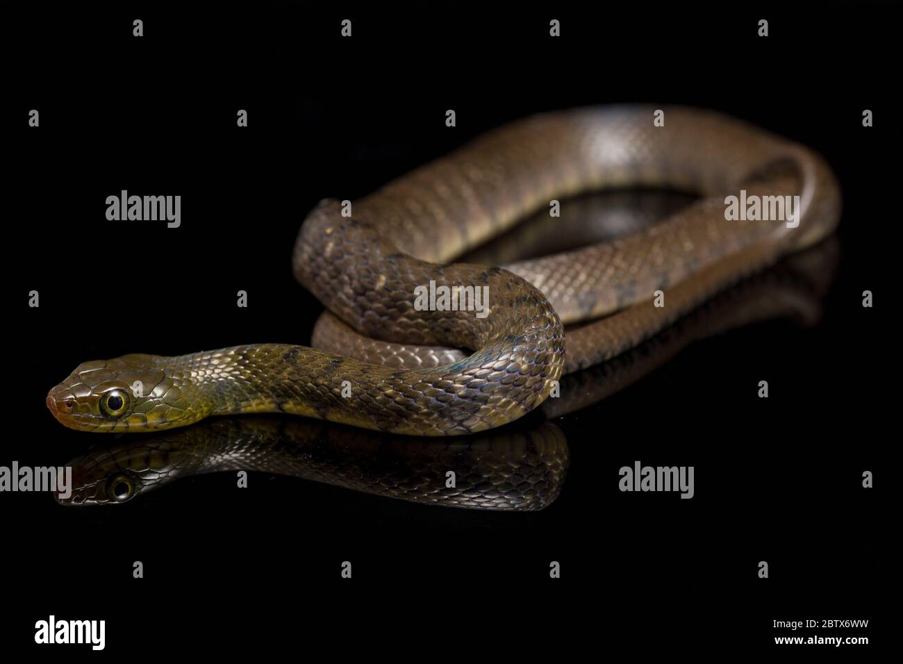 Water Snake Triangle Keelback (Xenochrophis trianguligerus) isolated on ...