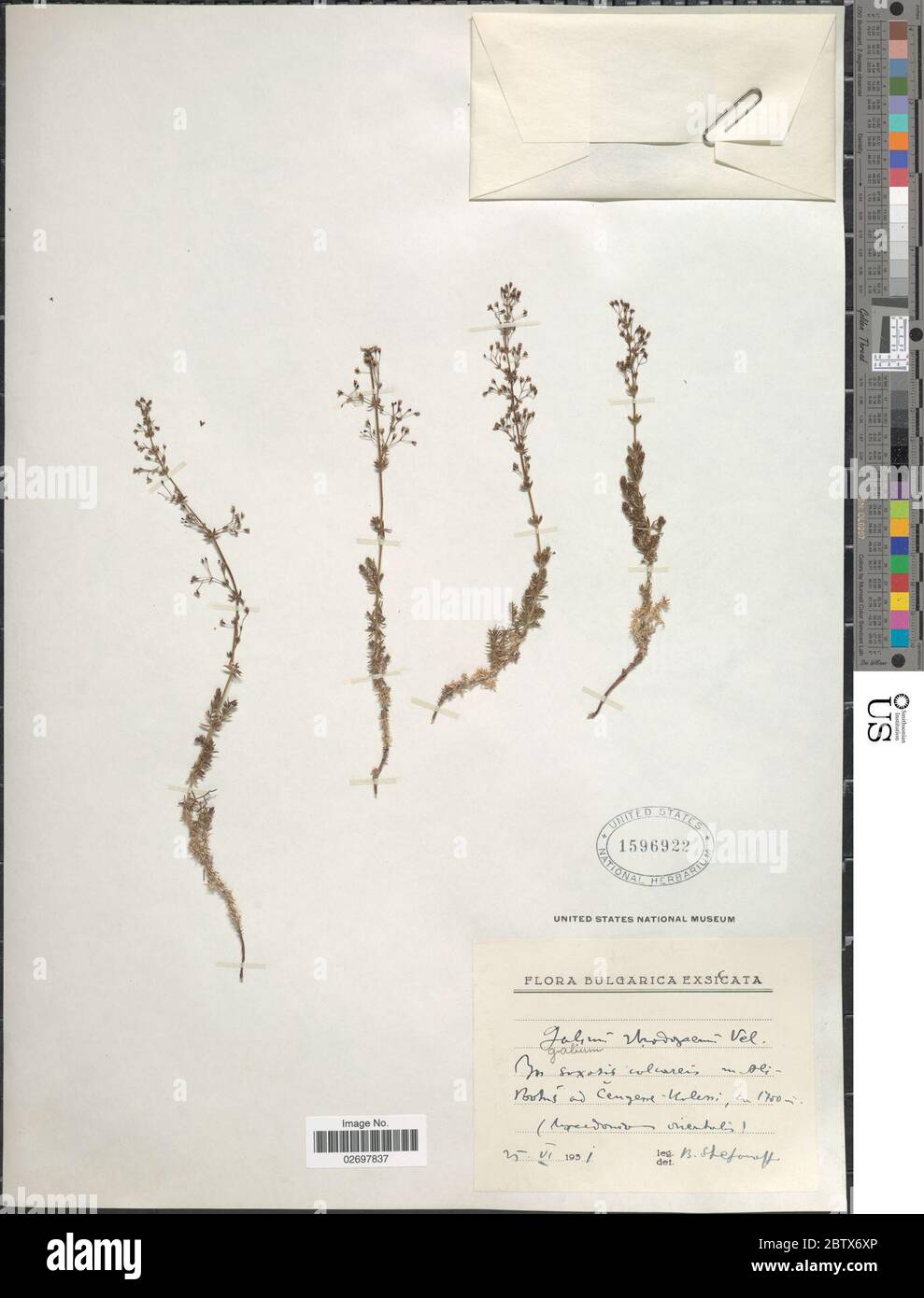 Genus galium hi-res stock photography and images - Alamy