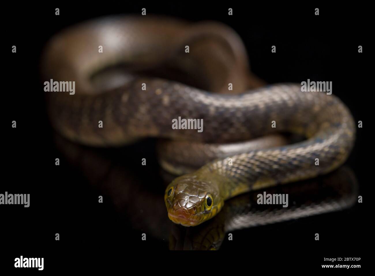 Water Snake Triangle Keelback (Xenochrophis trianguligerus) isolated on ...