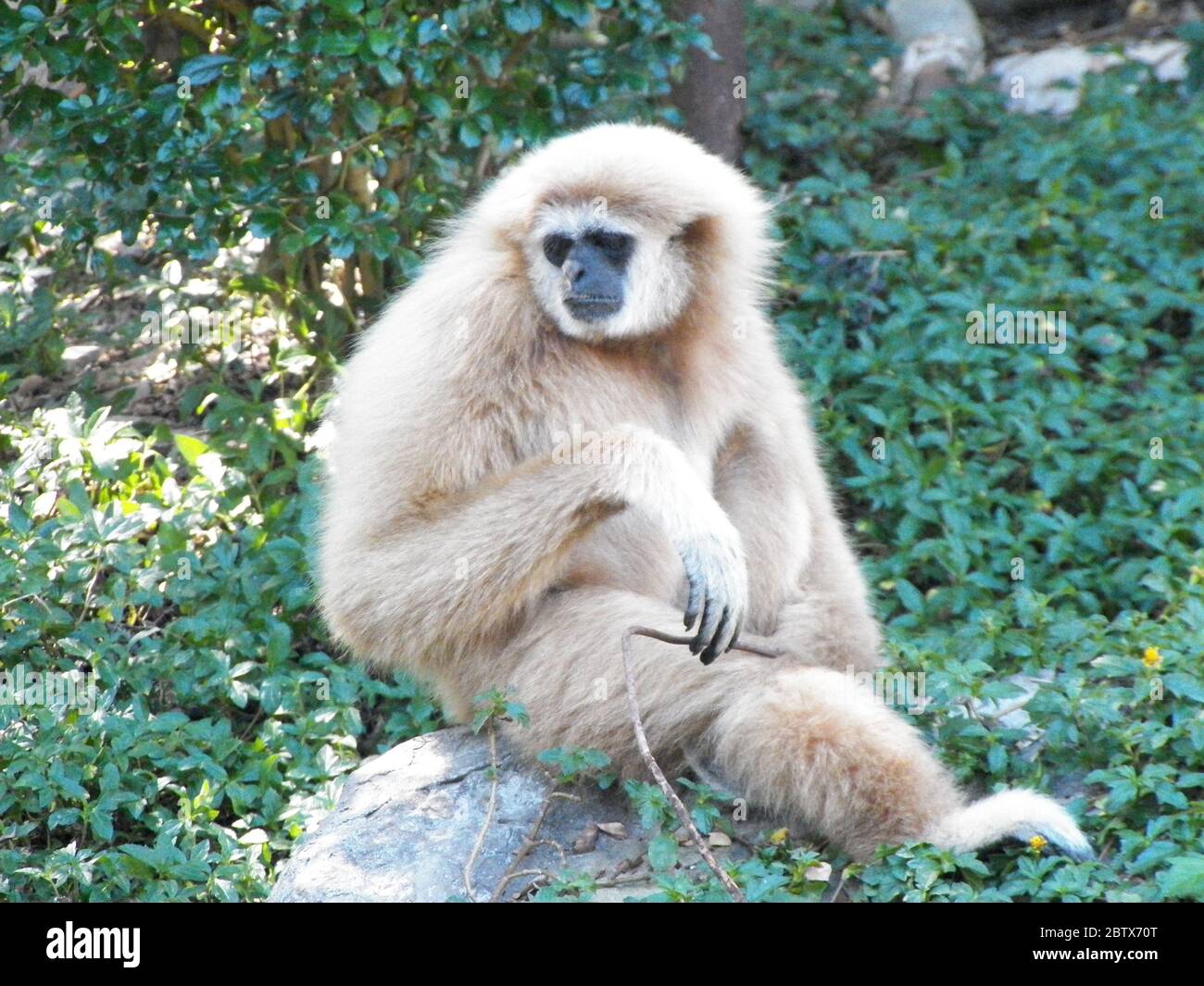 Monkey Gibbons at dawn Stock Photo - Alamy