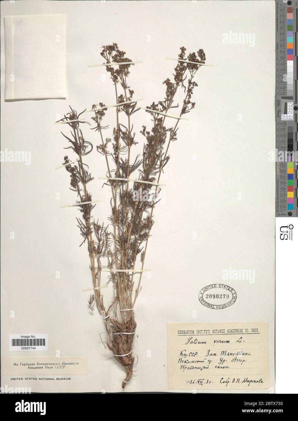 Galium verum l hi-res stock photography and images - Alamy