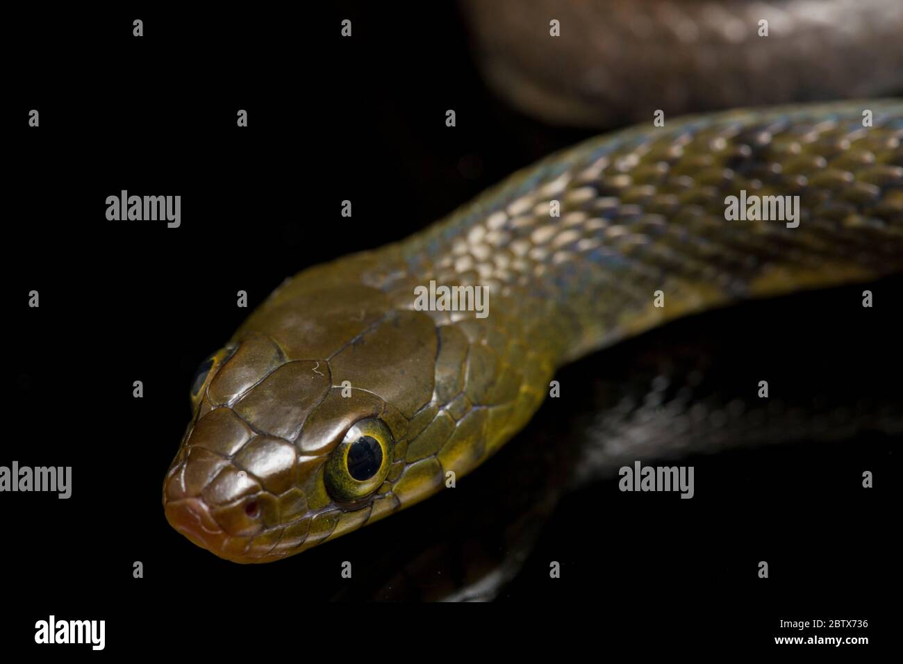 Water Snake Triangle Keelback (Xenochrophis trianguligerus) isolated on ...