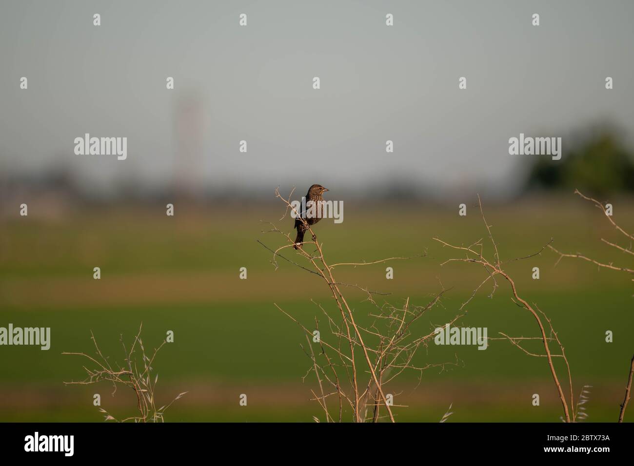 cow and bird in a pasture Stock Photo - Alamy