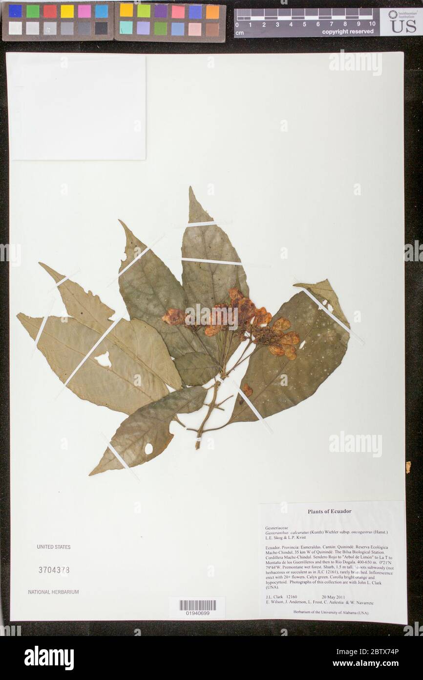 Gasteranthus calcaratus hi-res stock photography and images - Alamy