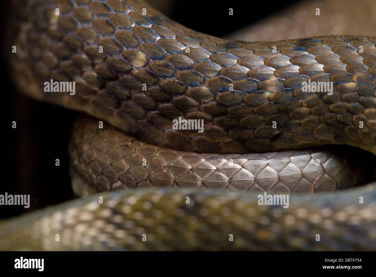 Water Snake Triangle Keelback (Xenochrophis trianguligerus) isolated on ...