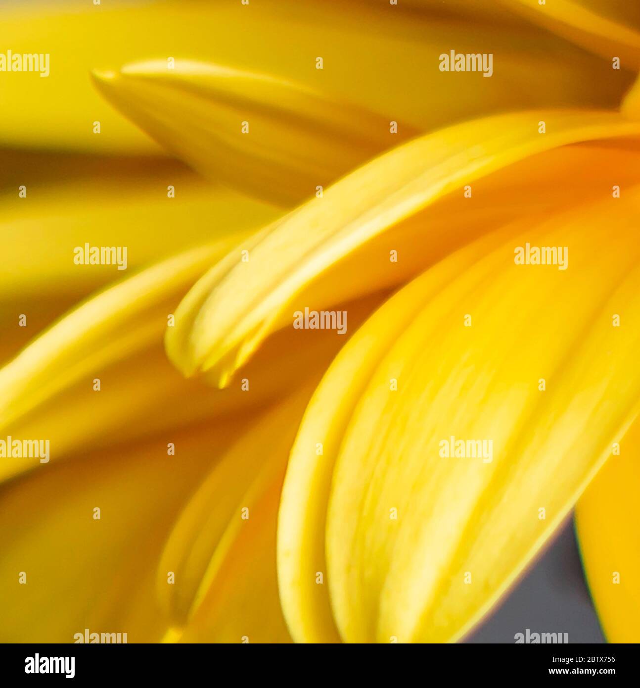 Detailed yellow petals hi-res stock photography and images - Alamy