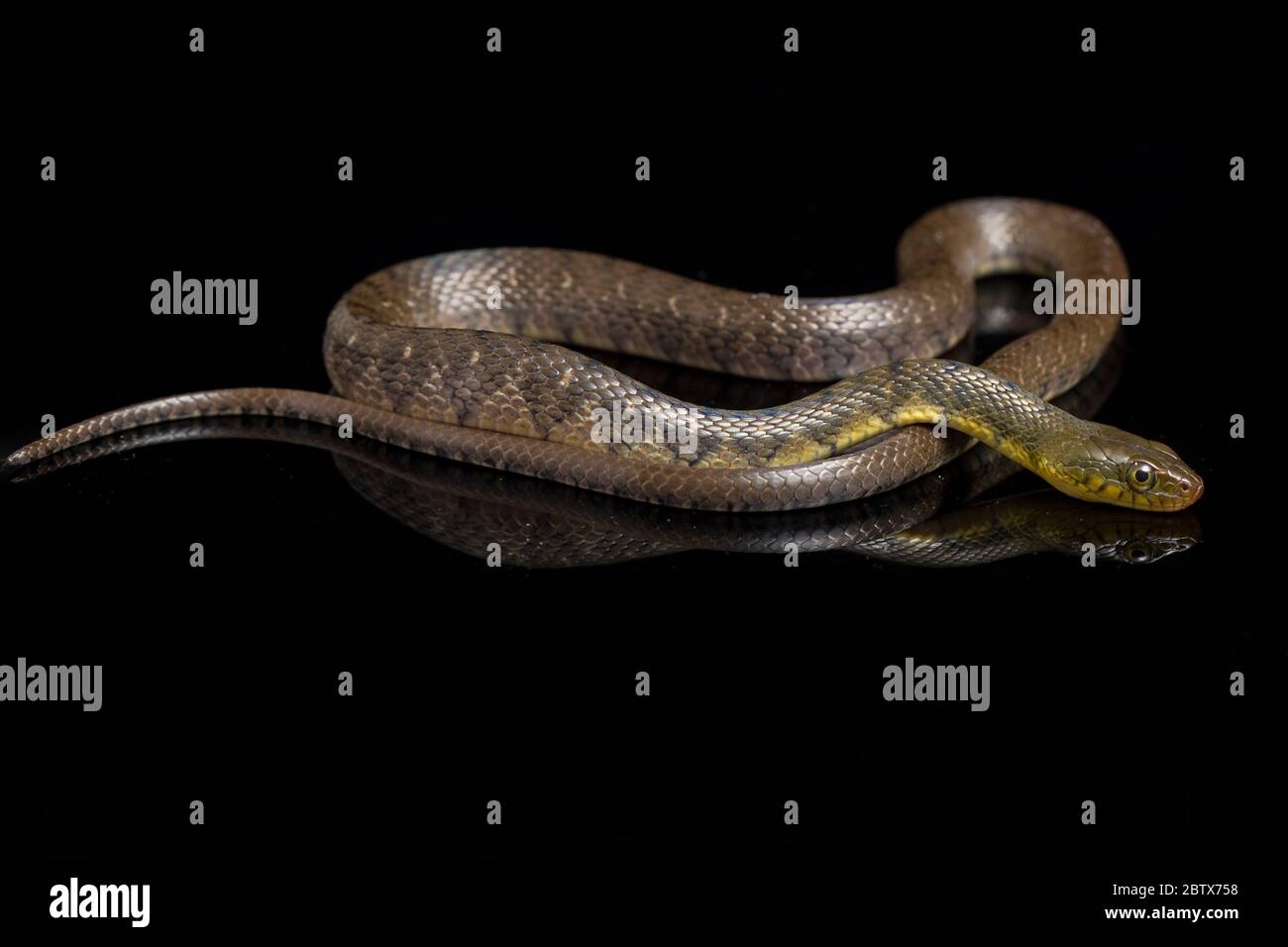 Water Snake Triangle Keelback (Xenochrophis trianguligerus) isolated on ...