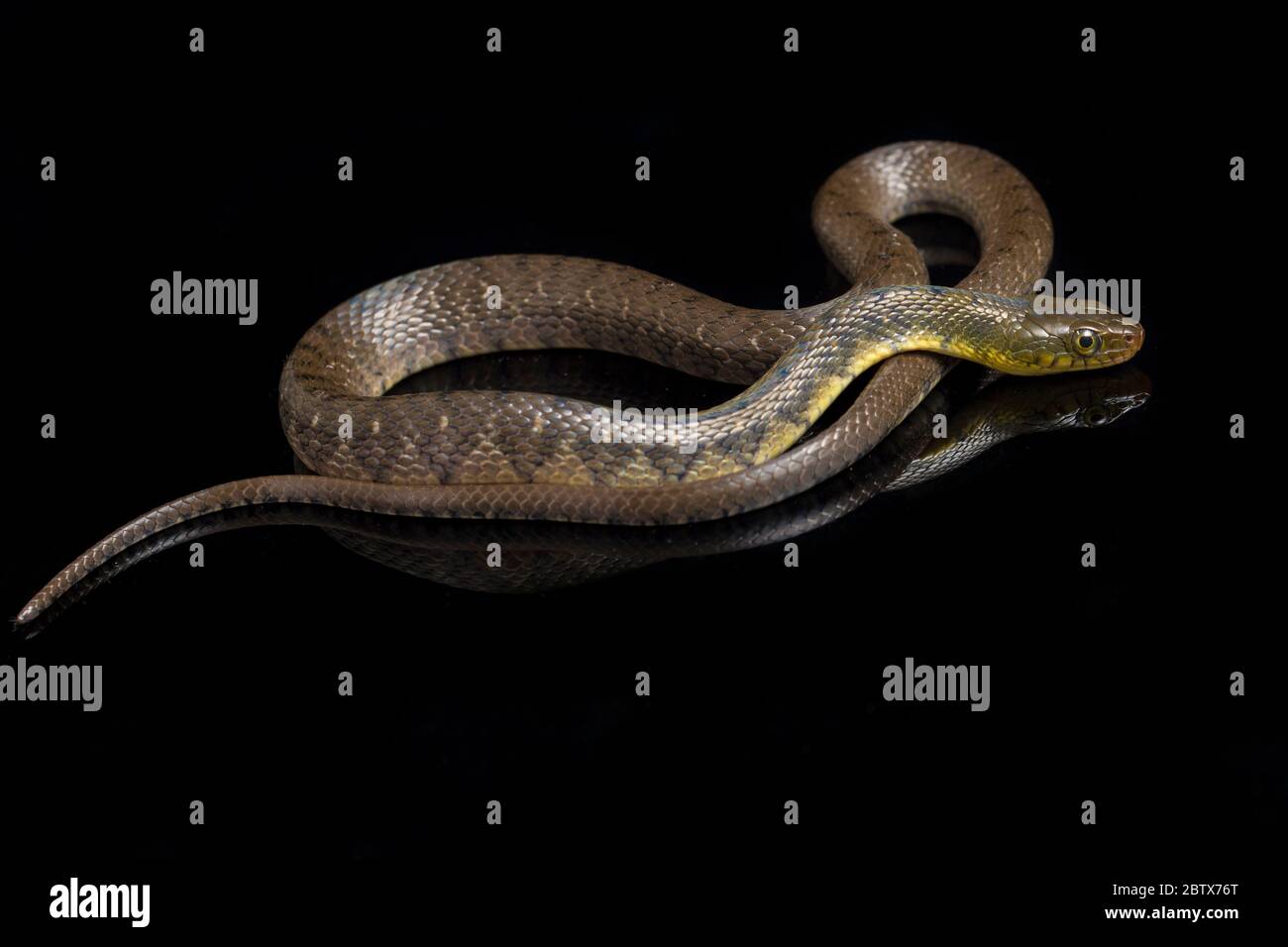 Water Snake Triangle Keelback (Xenochrophis trianguligerus) isolated on ...