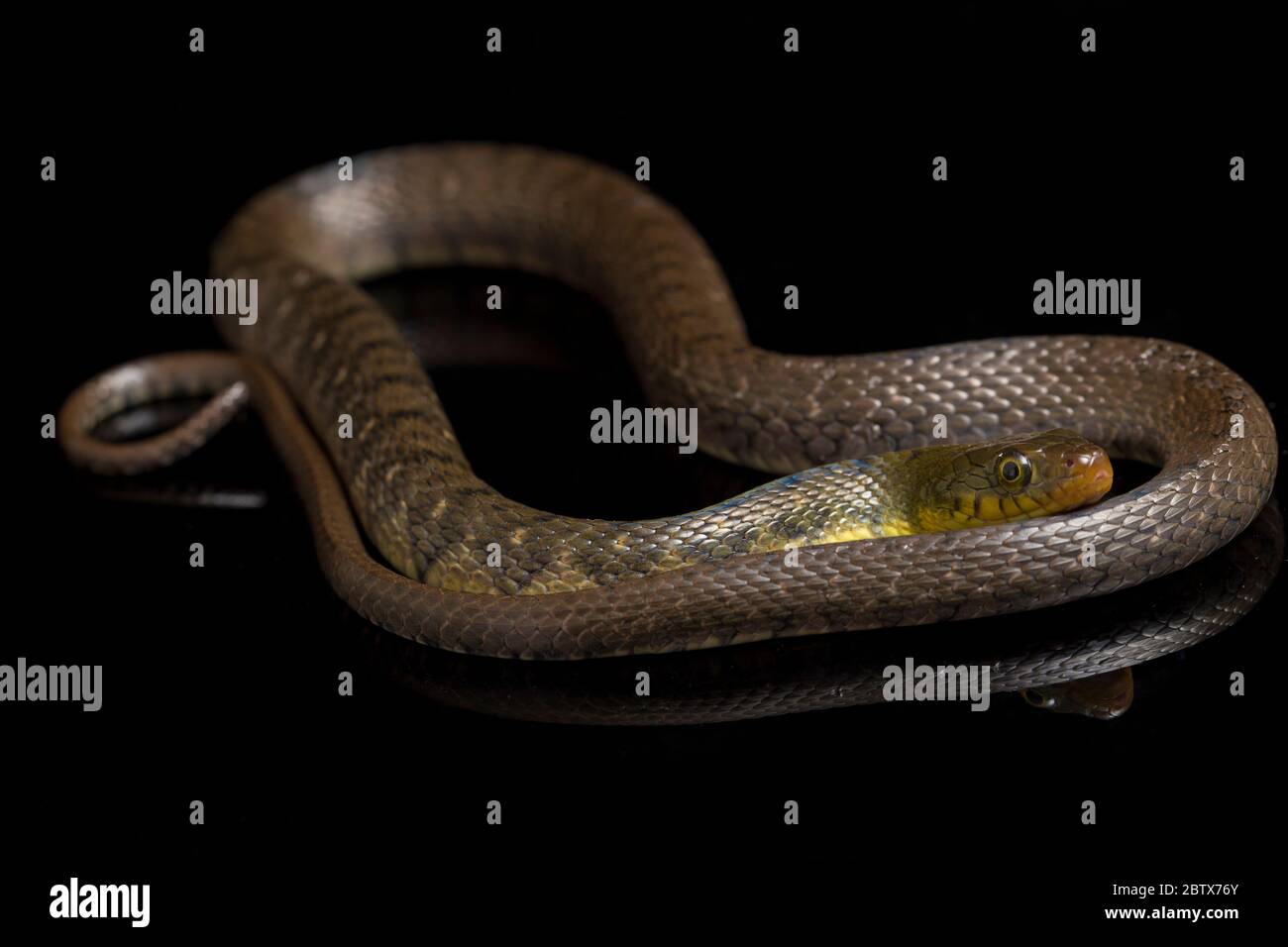 Water Snake Triangle Keelback (Xenochrophis trianguligerus) isolated on ...