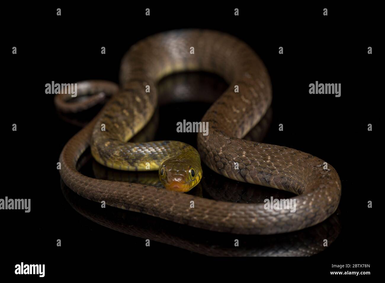 Water Snake Triangle Keelback (Xenochrophis trianguligerus) isolated on ...