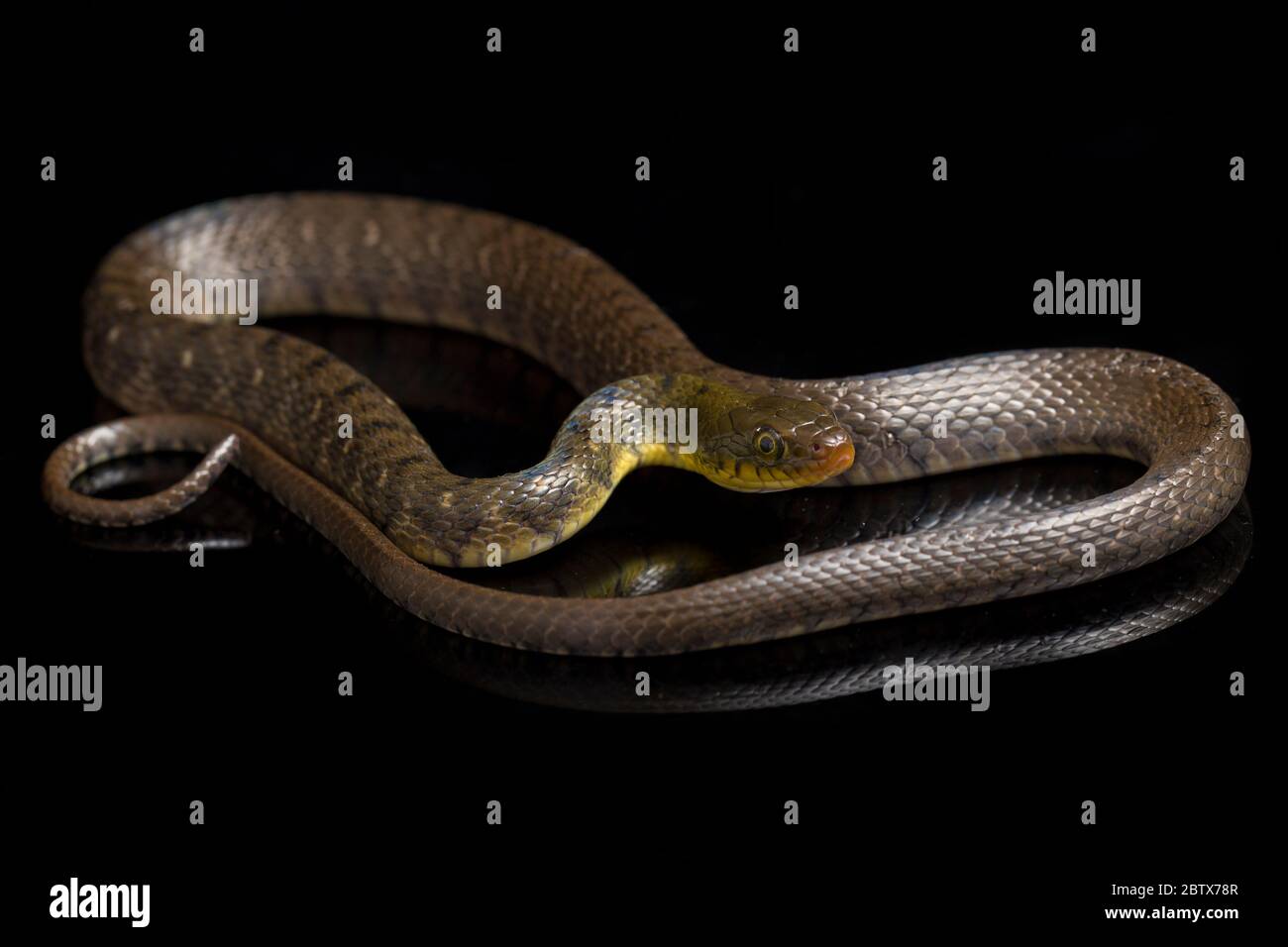 Water Snake Triangle Keelback (Xenochrophis trianguligerus) isolated on ...