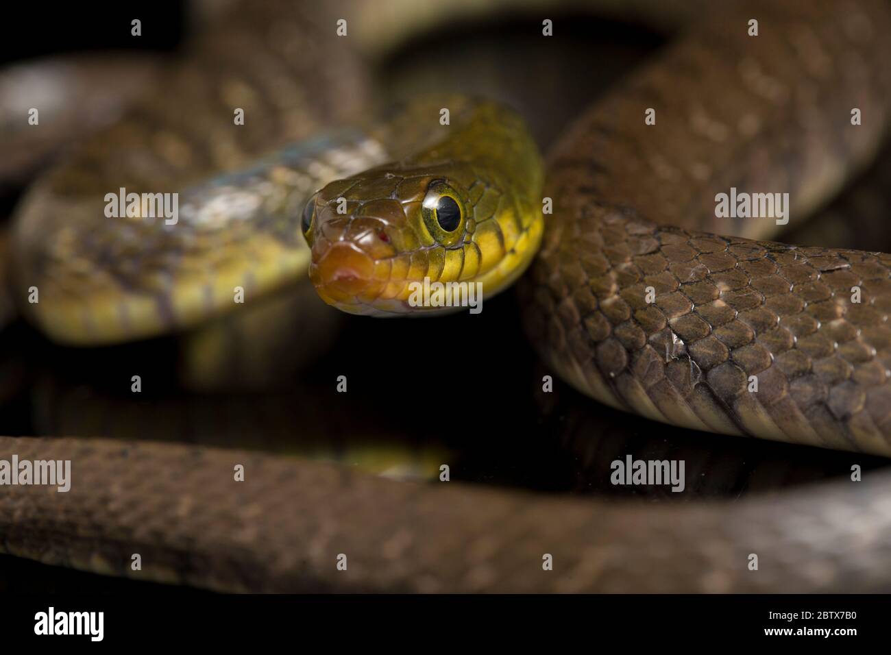 Water Snake Triangle Keelback (Xenochrophis trianguligerus) isolated on ...