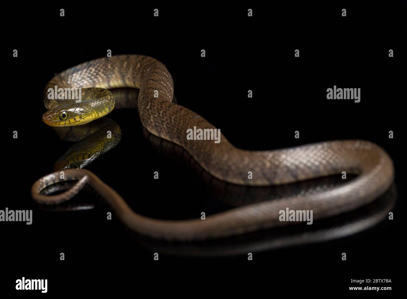 Water Snake Triangle Keelback (Xenochrophis trianguligerus) isolated on ...