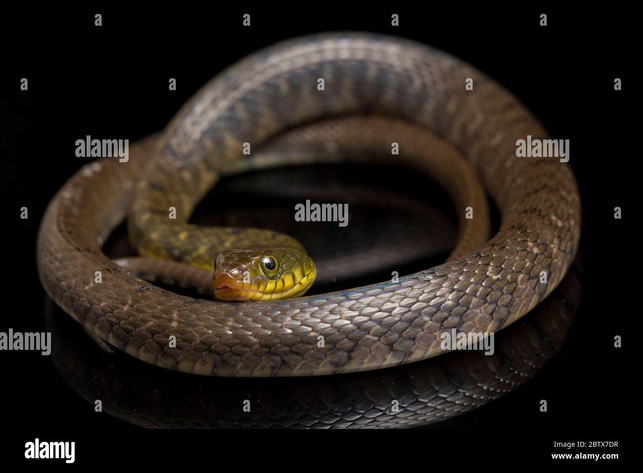 Water Snake Triangle Keelback (Xenochrophis trianguligerus) isolated on ...