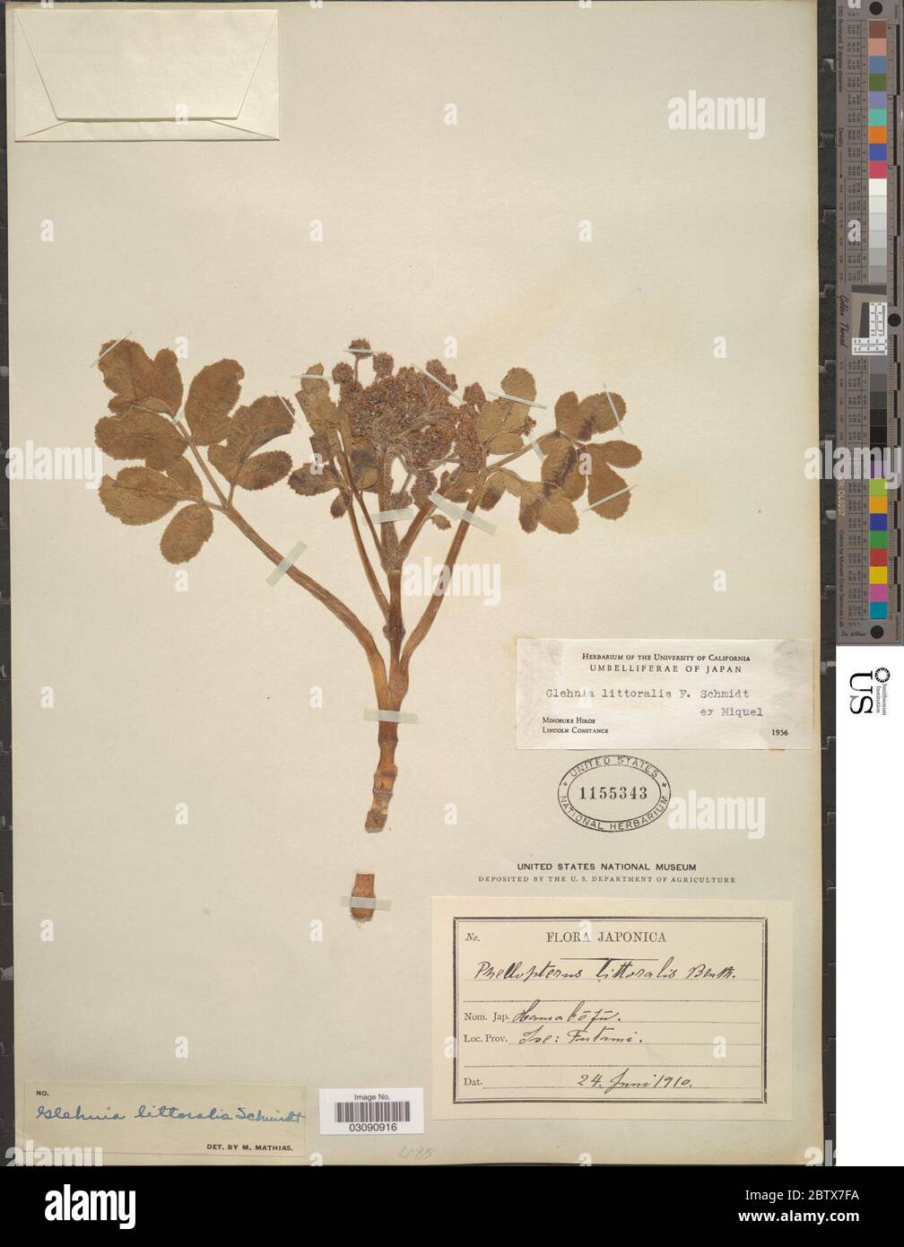 Glehnia hi-res stock photography and images - Alamy