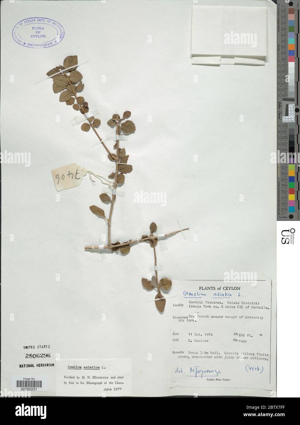 Gmelina asiatica L Stock Photo - Alamy