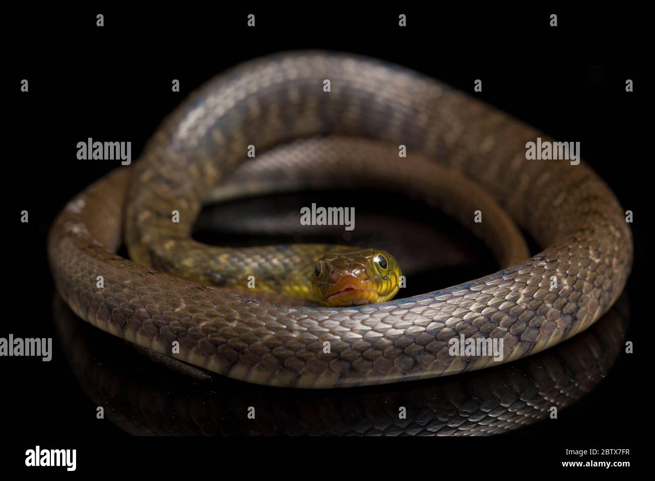 Water Snake Triangle Keelback (Xenochrophis trianguligerus) isolated on ...