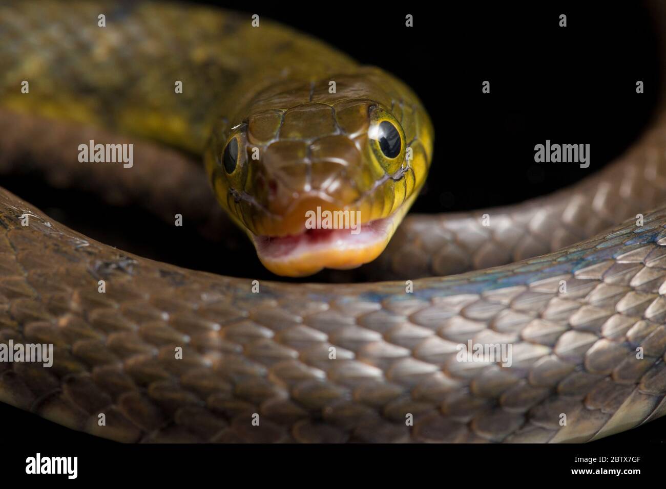 Water Snake Triangle Keelback (Xenochrophis trianguligerus) isolated on ...