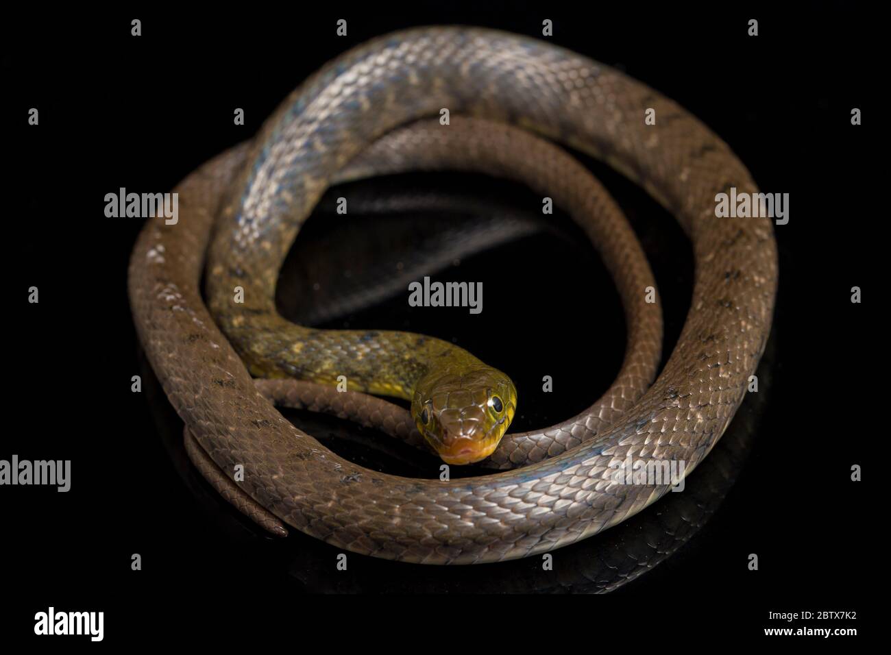 Water Snake Triangle Keelback (Xenochrophis trianguligerus) isolated on ...