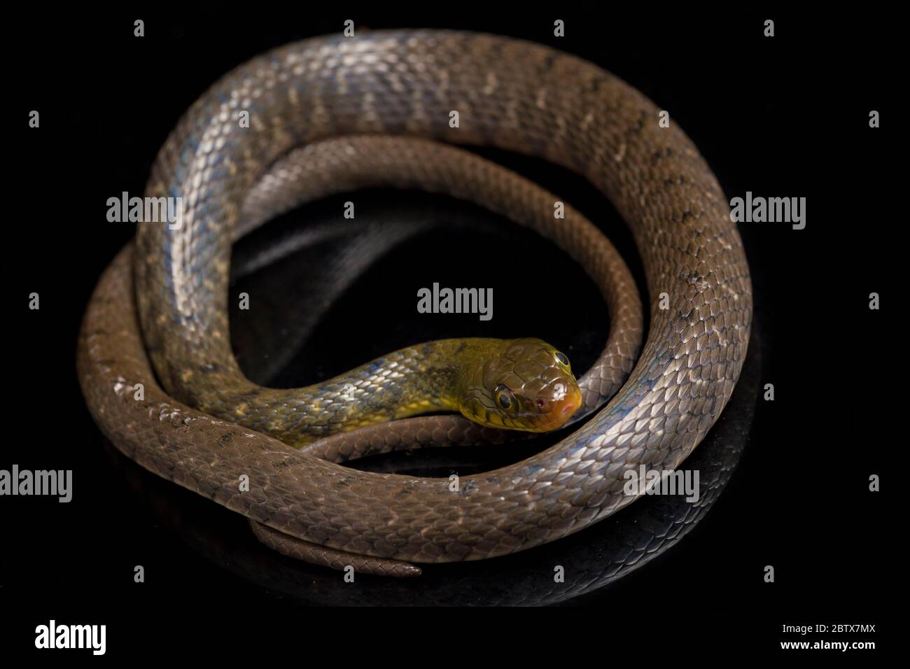 Water Snake Triangle Keelback (Xenochrophis trianguligerus) isolated on ...