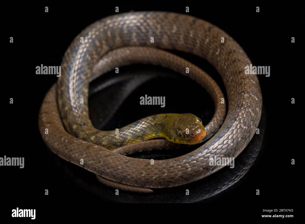 Water Snake Triangle Keelback (Xenochrophis trianguligerus) isolated on ...