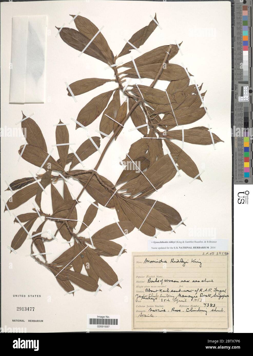 Ridleyi hi-res stock photography and images - Alamy