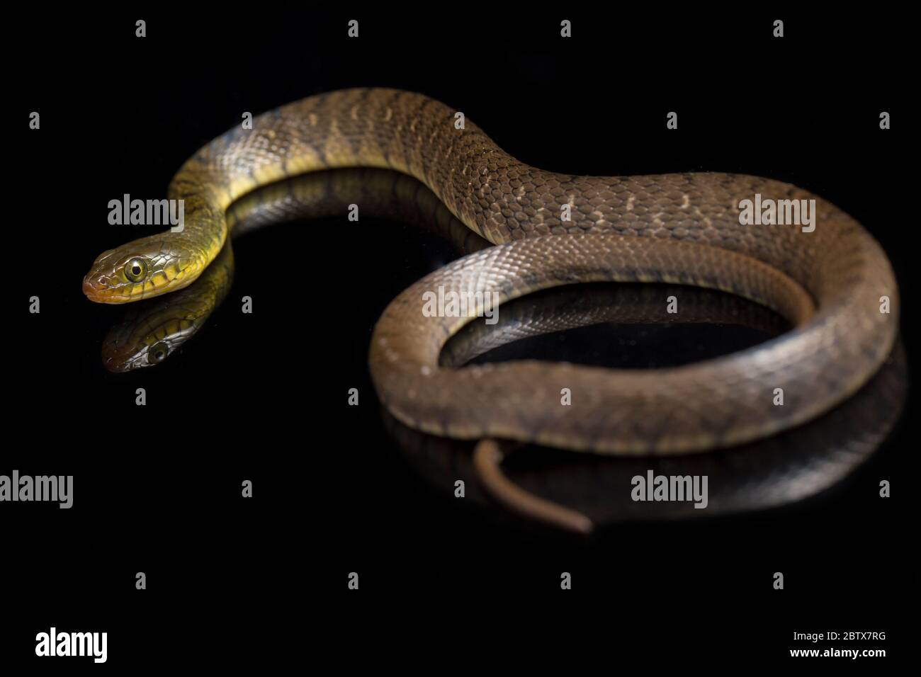 Water Snake Triangle Keelback (Xenochrophis trianguligerus) isolated on ...
