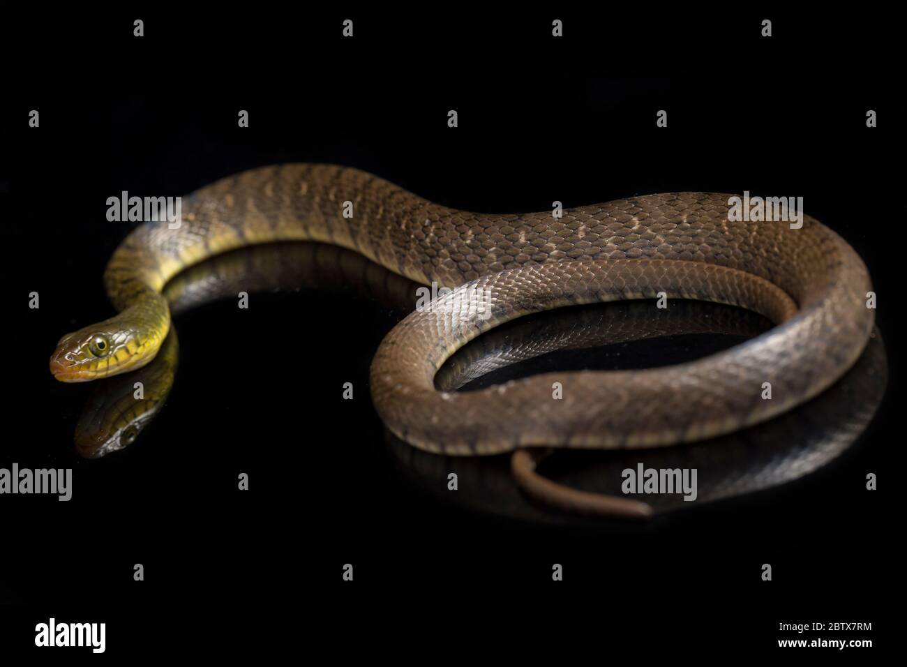 Water Snake Triangle Keelback (Xenochrophis trianguligerus) isolated on ...
