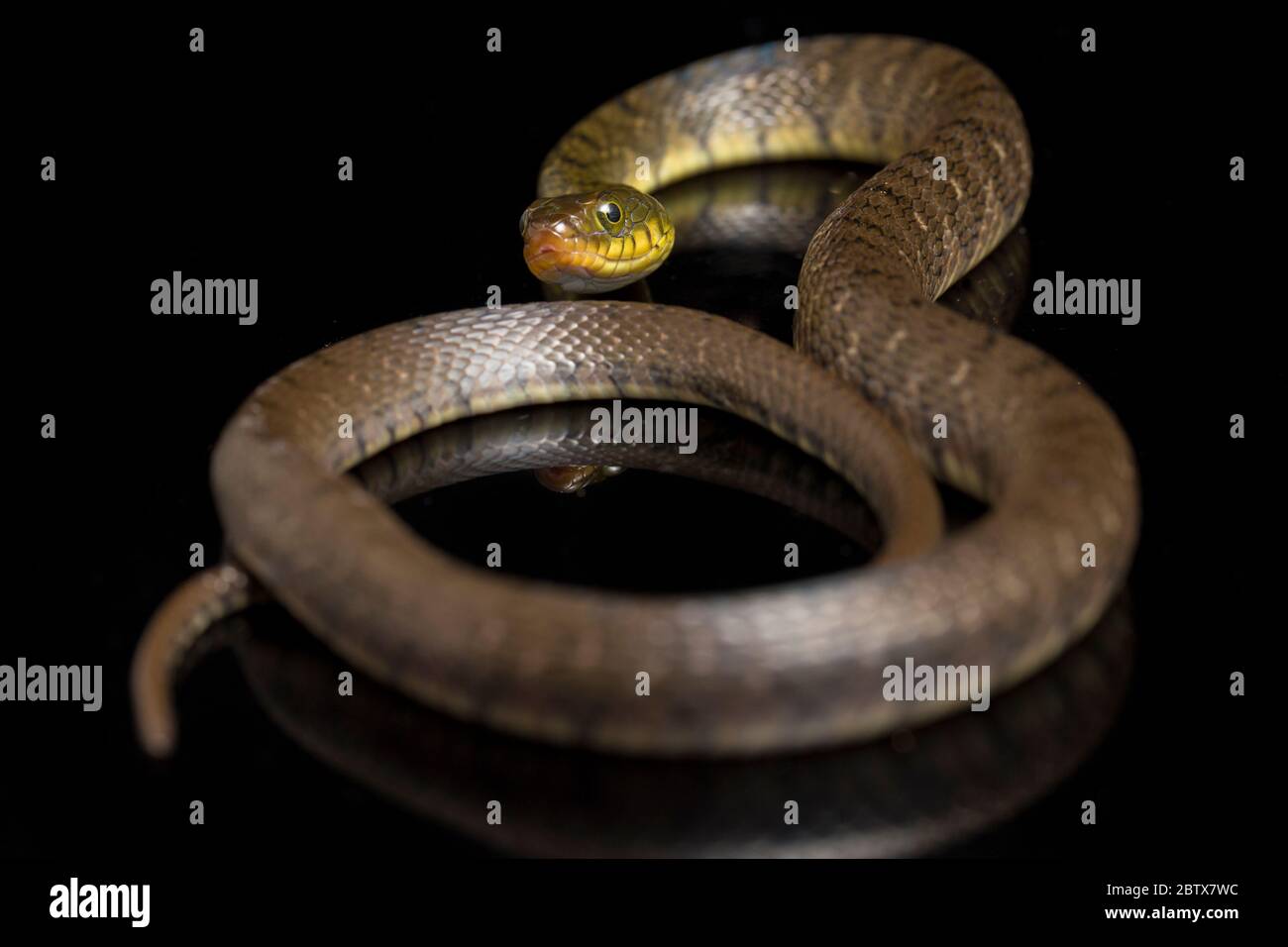 Water Snake Triangle Keelback (Xenochrophis trianguligerus) isolated on ...