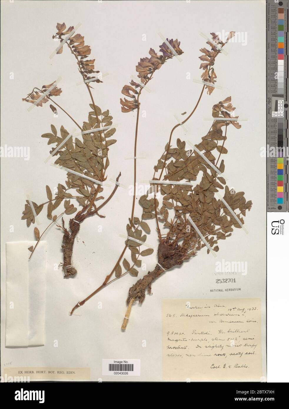 Plant hedysarum obscurum hi-res stock photography and images - Alamy