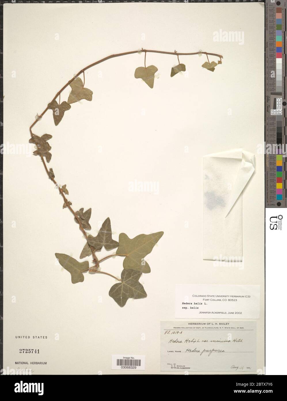 Hedera helix L Stock Photo - Alamy