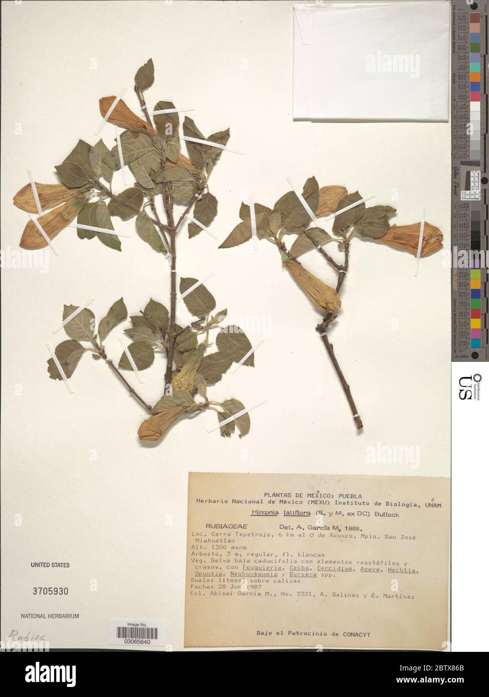 Hintonia latiflora Sess Moc ex DC Bullock Stock Photo - Alamy
