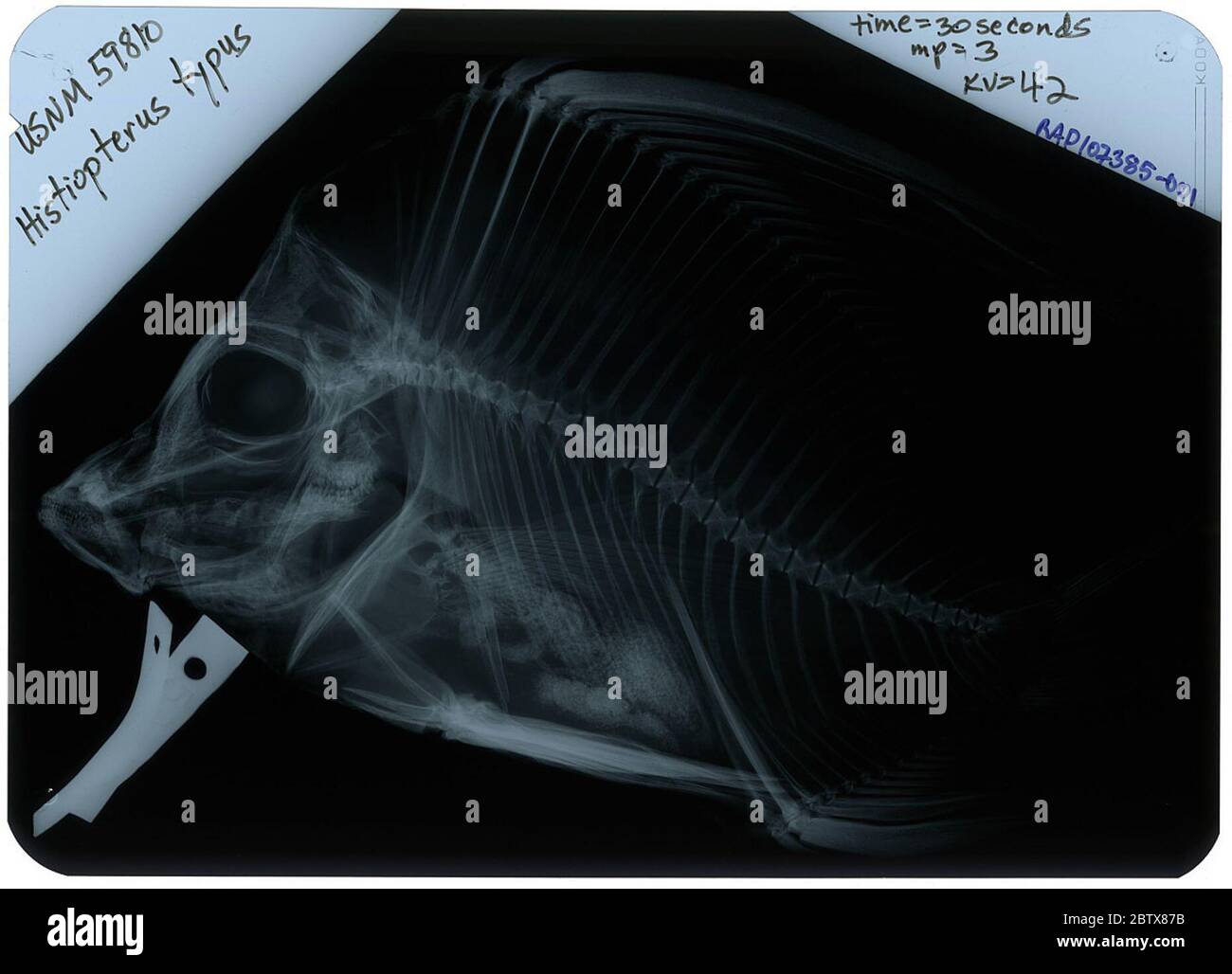 Histiopterus hi-res stock photography and images - Alamy