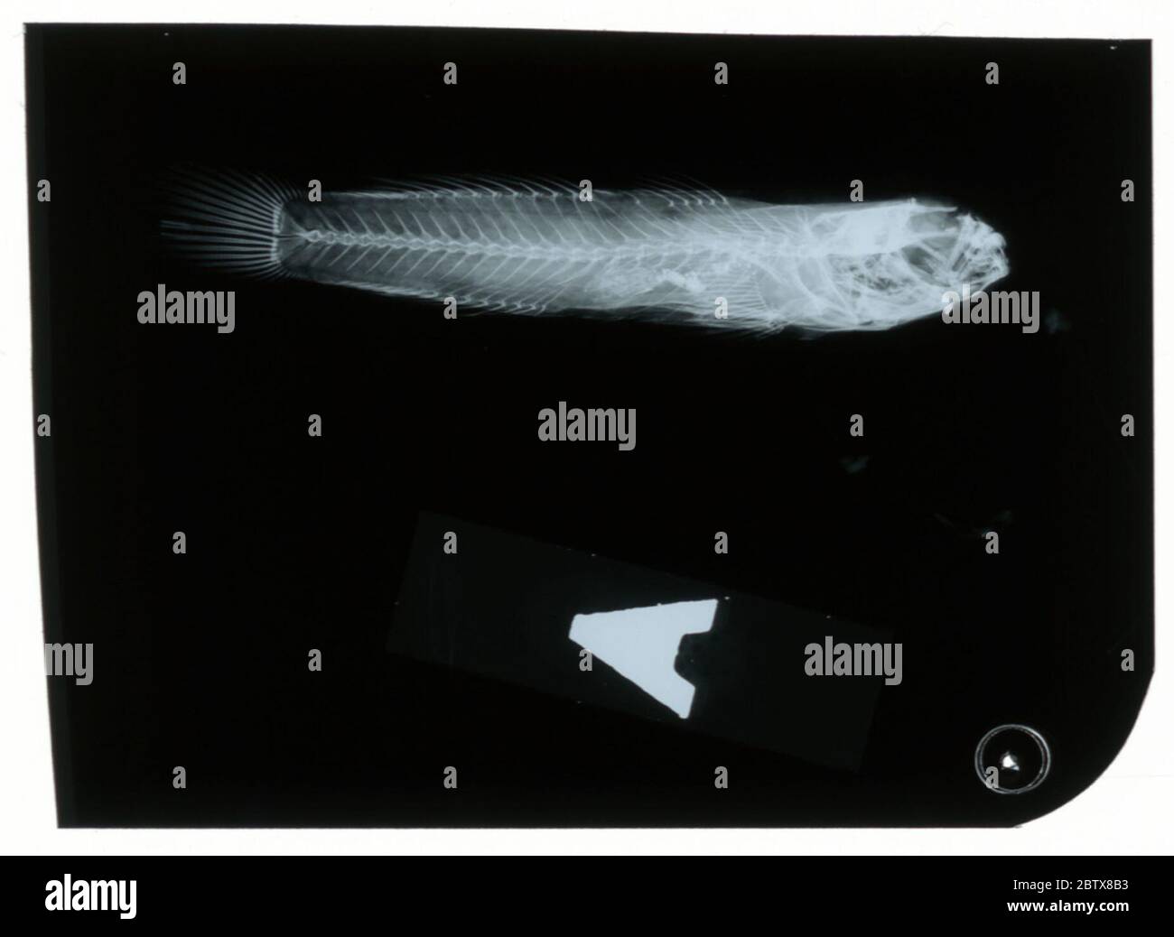 Drombus palackyi. Radiograph is of a type.The following radiograph lots ...