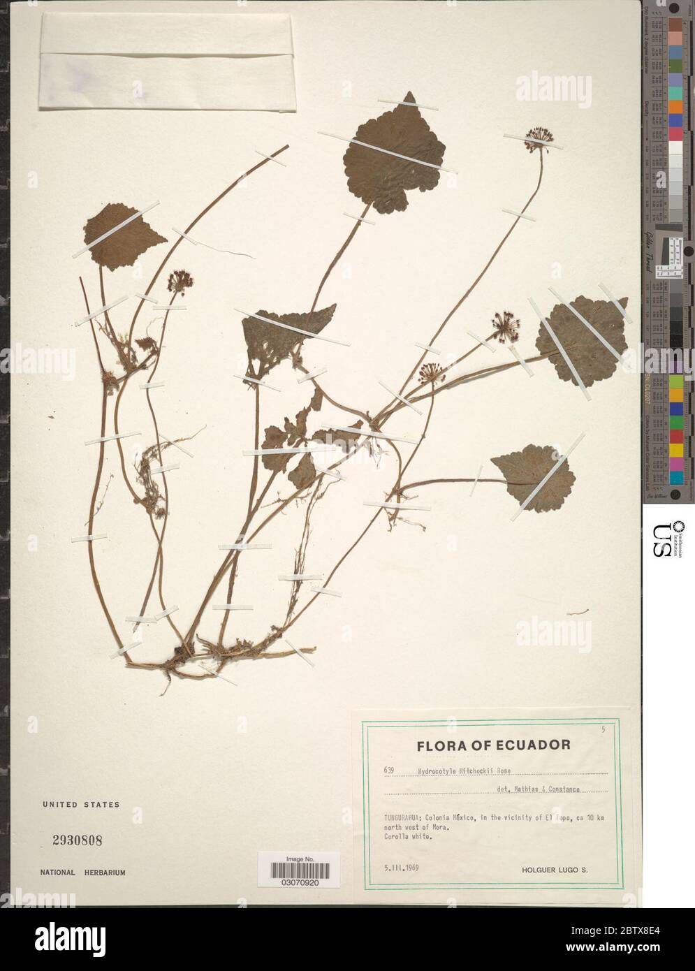 Hydrocotyle hitchcockii Rose ex Mathias Stock Photo - Alamy