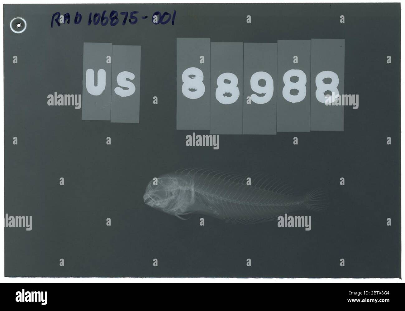 Body structure analysis Cut Out Stock Images & Pictures - Alamy