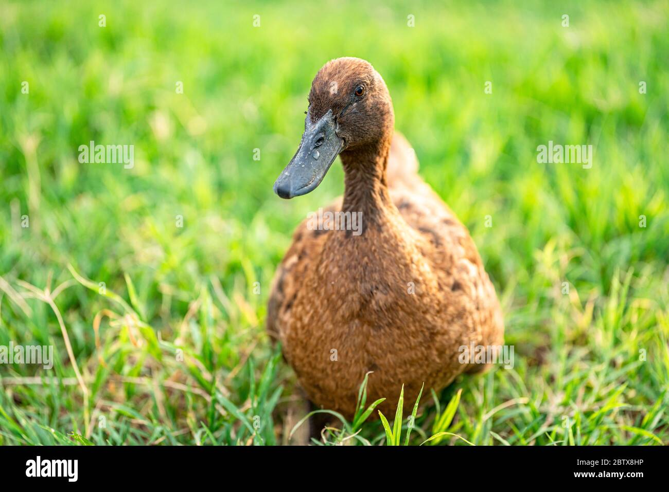 Khaki campbell duck hi-res stock photography and images - Alamy