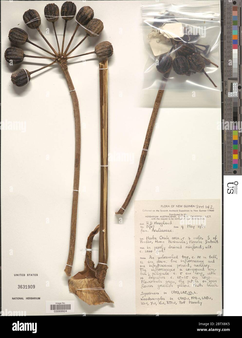 Indet sp. 10 Jan 20191 Stock Photo - Alamy