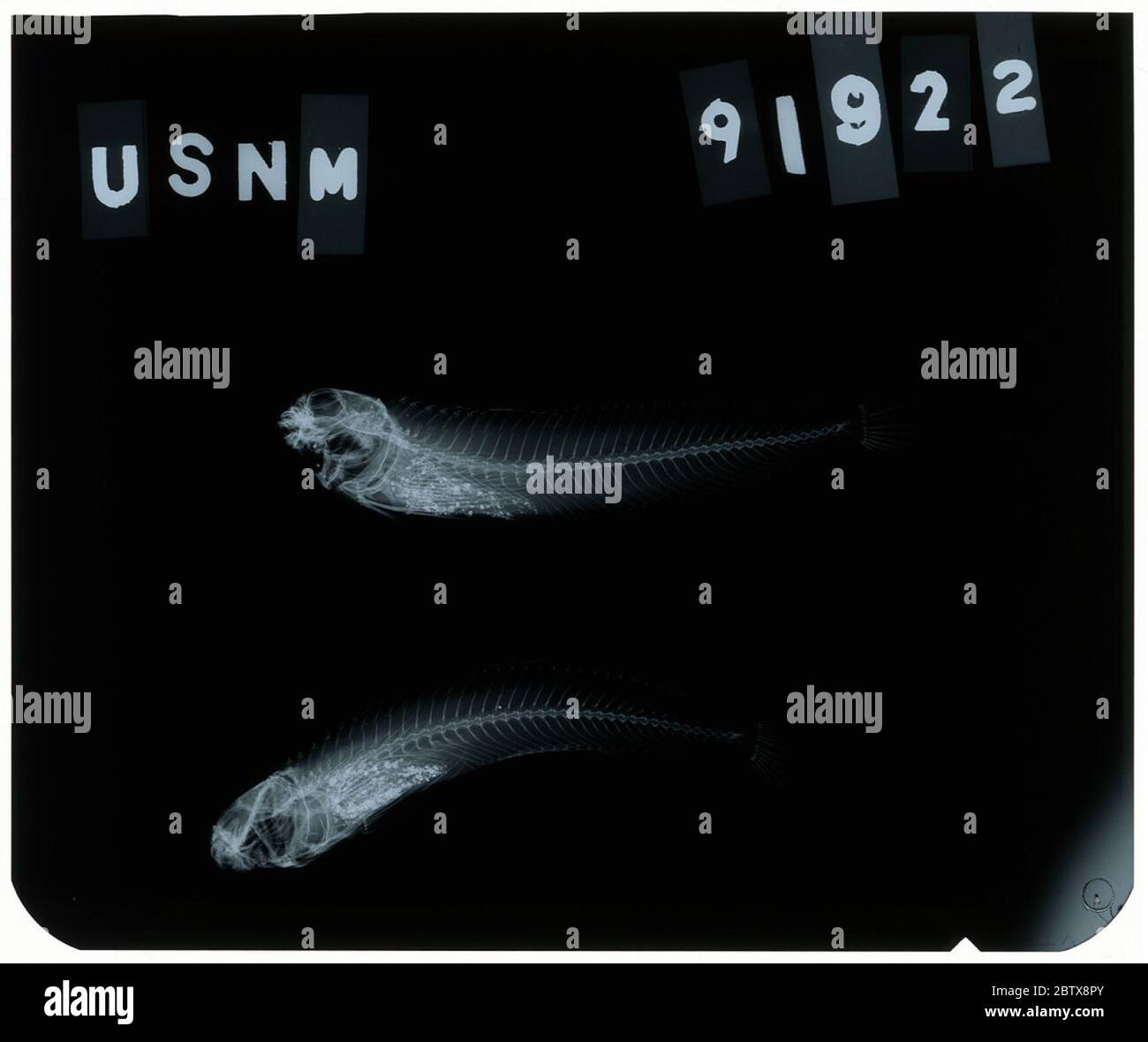 Bellus hi-res stock photography and images - Alamy