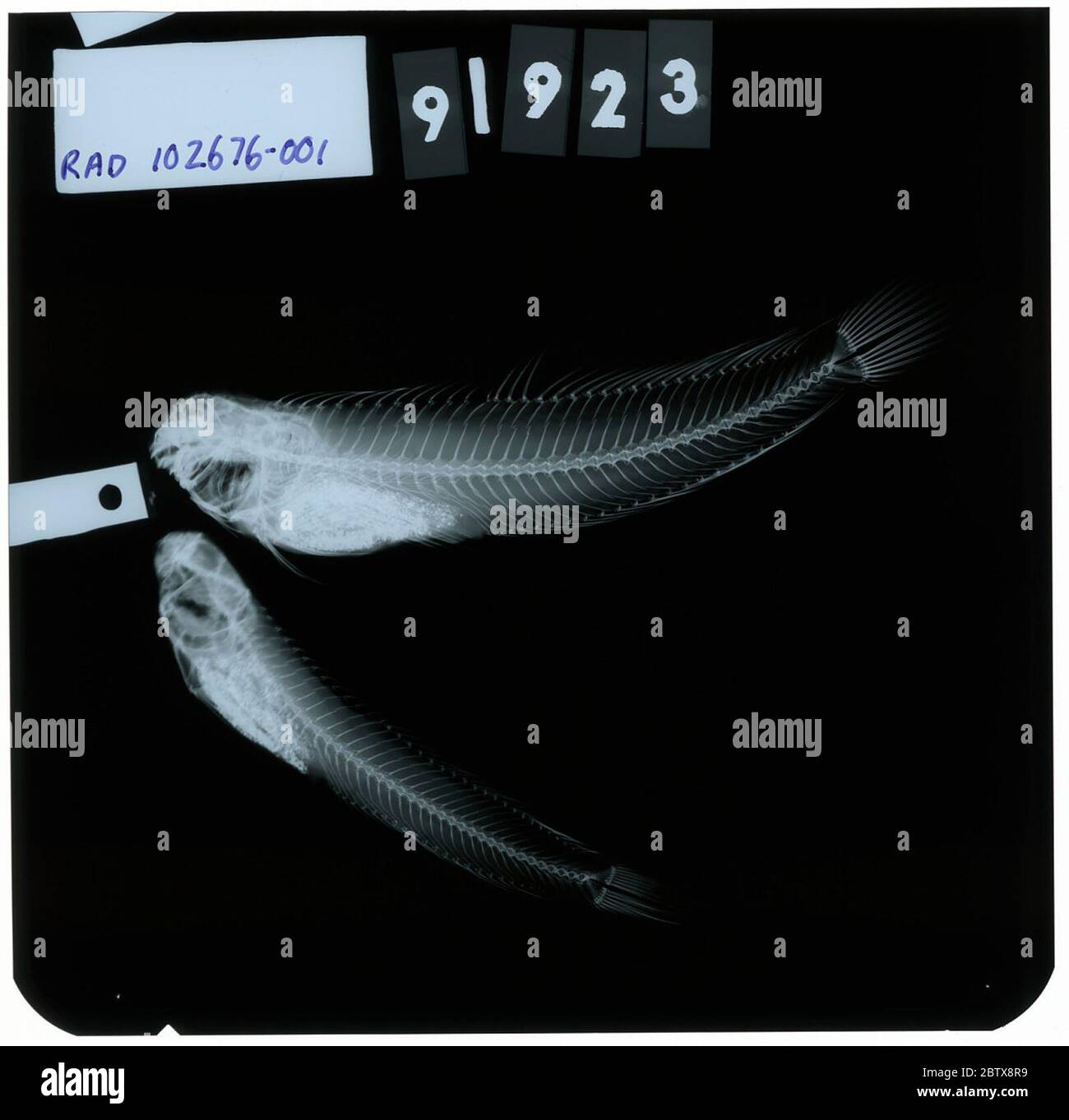 Bellus hi-res stock photography and images - Alamy