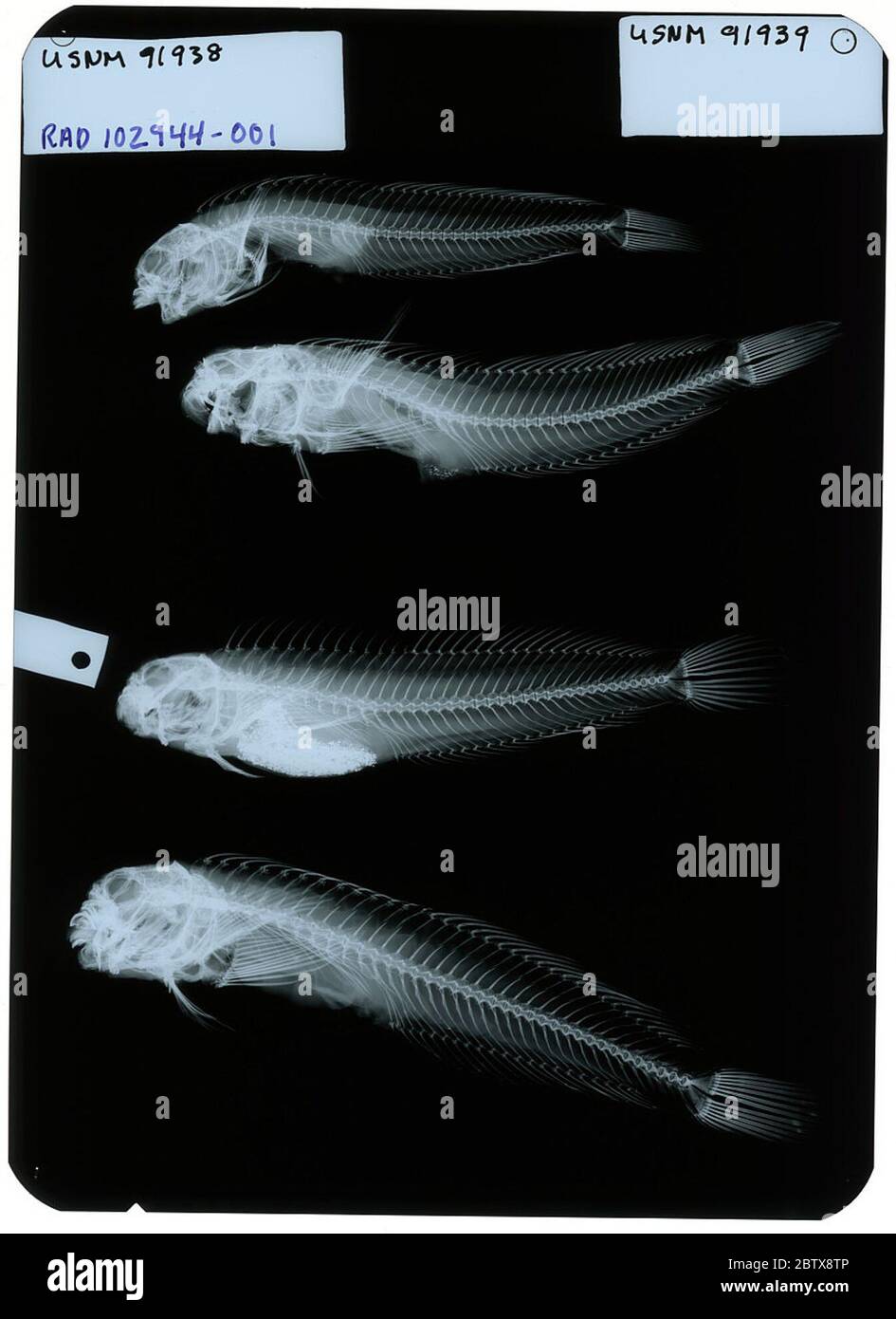 Bellus hi-res stock photography and images - Alamy