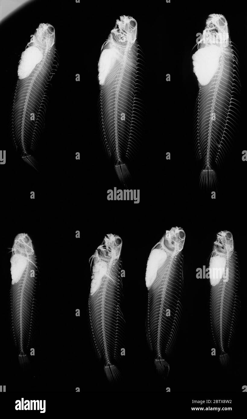 Sampling analysis Black and White Stock Photos & Images - Alamy