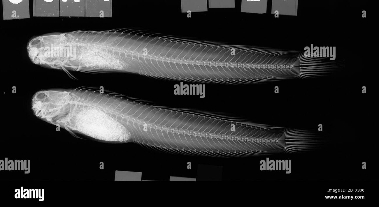 Lineatus Black and White Stock Photos & Images - Alamy