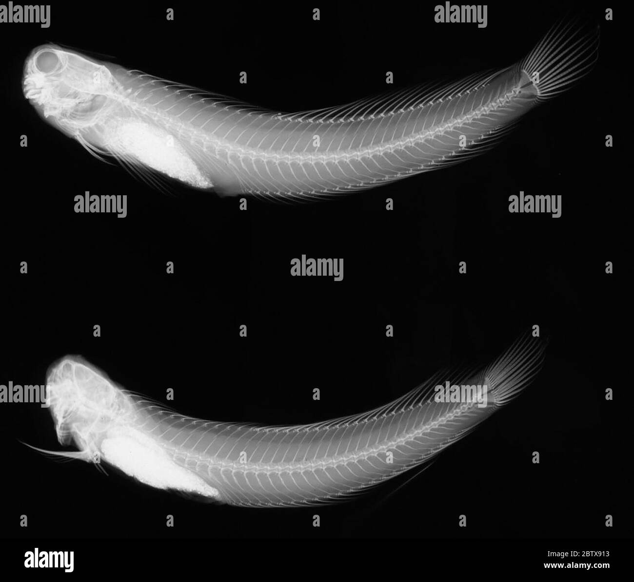 Lineatus Black and White Stock Photos & Images - Alamy