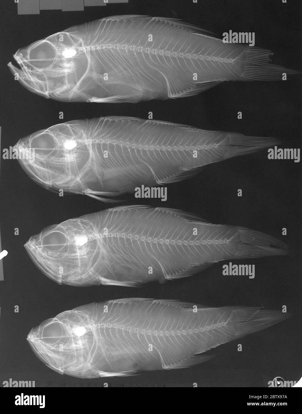 Ornamental catalog Black and White Stock Photos & Images - Alamy