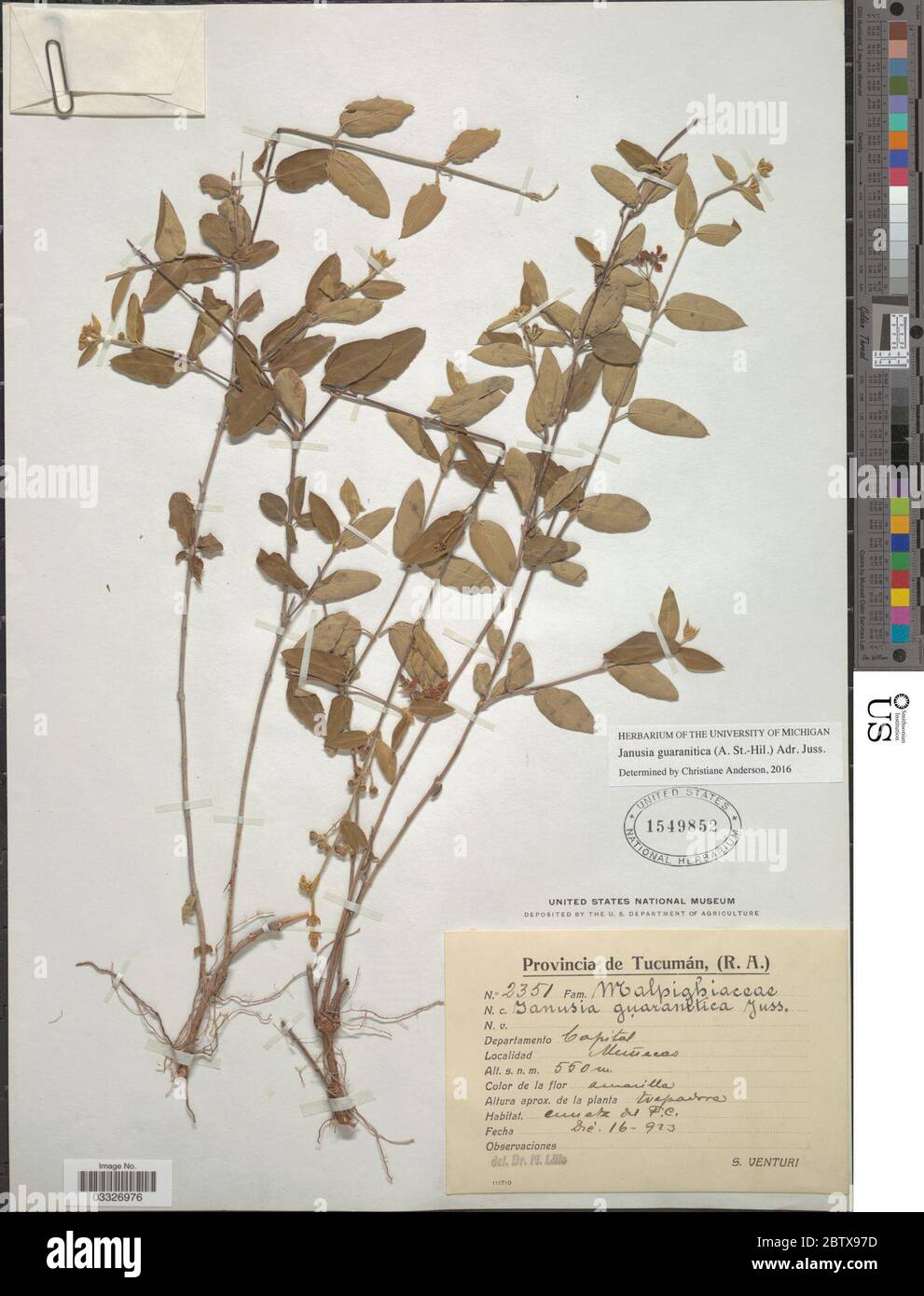 Janusia guaranitica A StHil A Juss. 12 Jul 20191 Stock Photo - Alamy