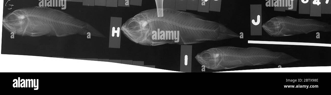 Lineata Black and White Stock Photos & Images - Alamy